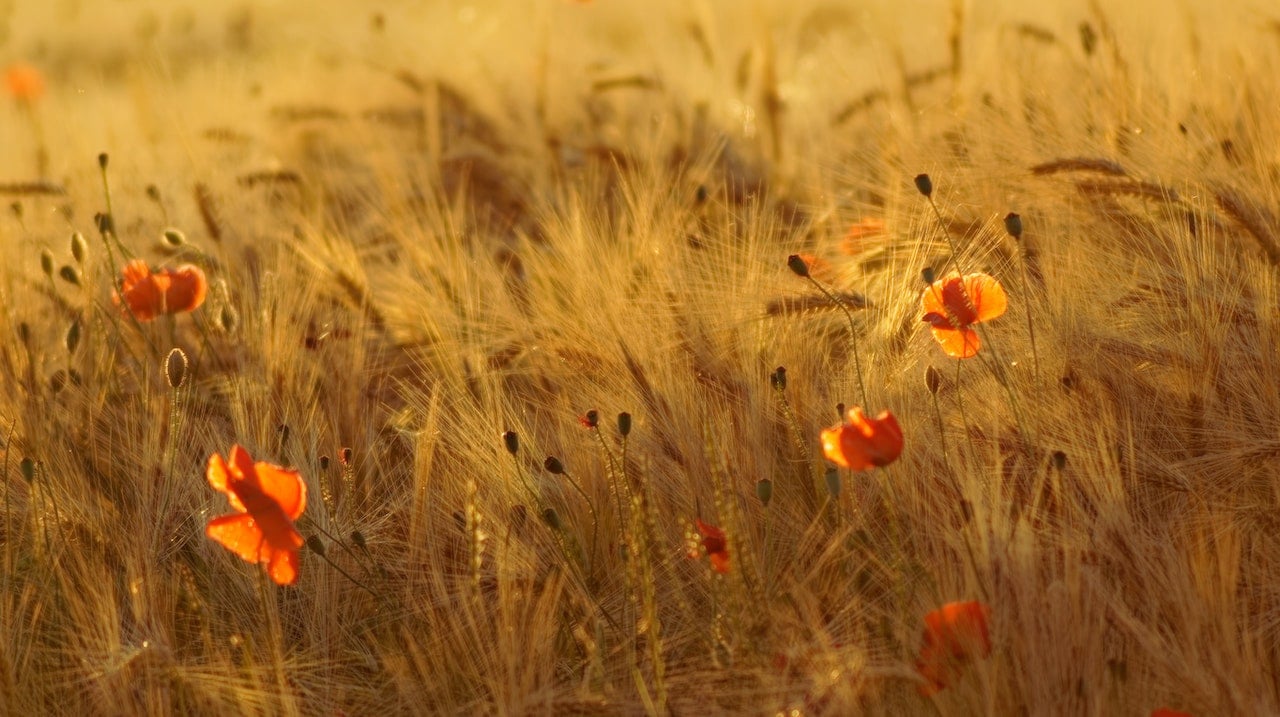 Resurrection in the Old Testament