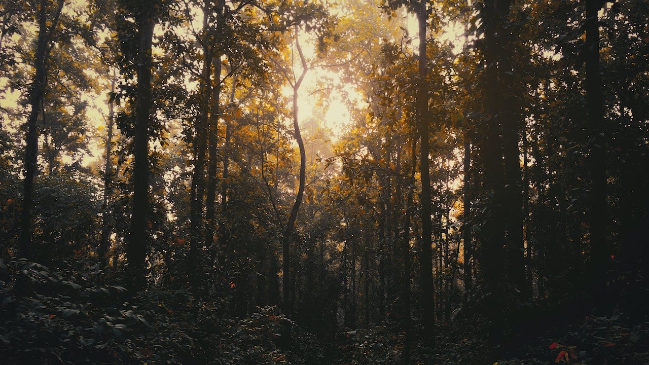 The Promise of Redemption