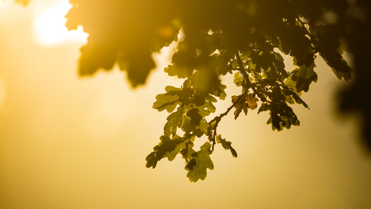 A Review of "Meet the Puritans"